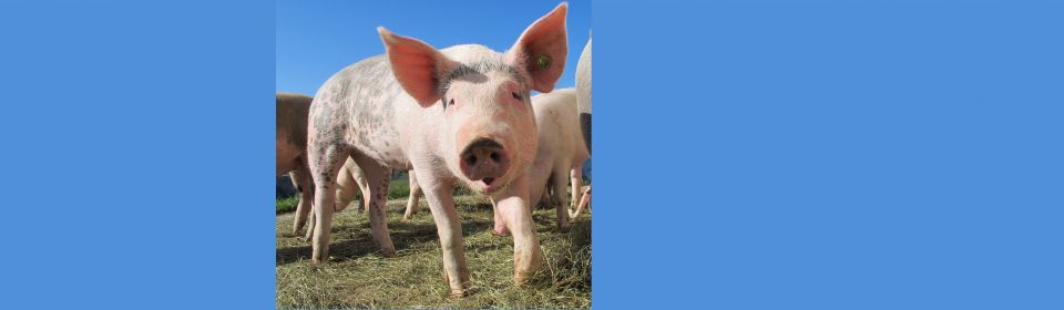 Humane Slaughter Association, Improving Standards in Animal Welfare at ...