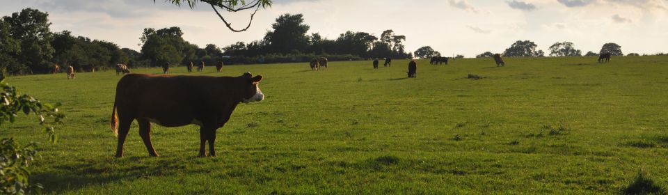 Humane Slaughter Association, Improving Standards in Animal Welfare at ...