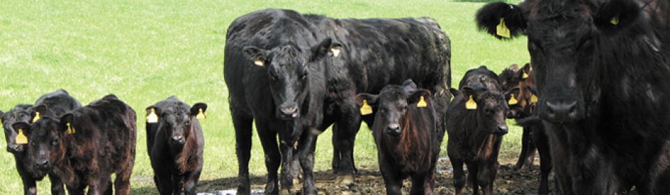 Humane Slaughter Association, Improving Standards in Animal Welfare at ...