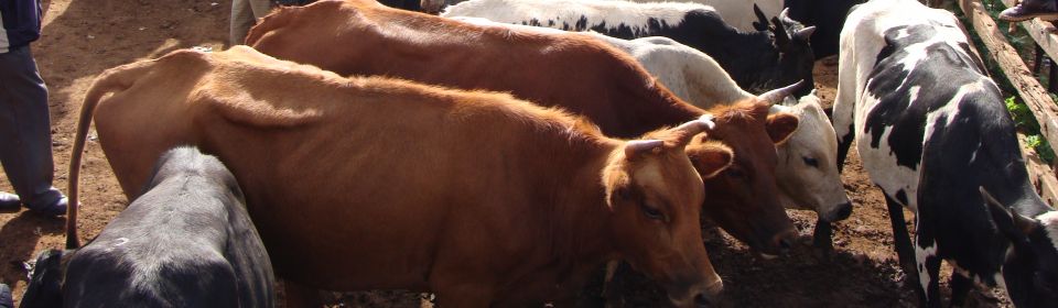 Humane Slaughter Association, Improving Standards in Animal Welfare at ...