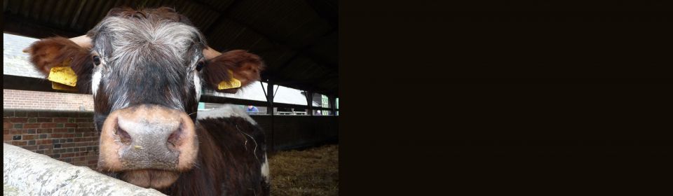 Humane Slaughter Association, Improving Standards in Animal Welfare at ...