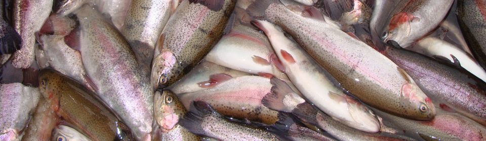 Humane Slaughter Association, Improving Standards in Animal Welfare at ...